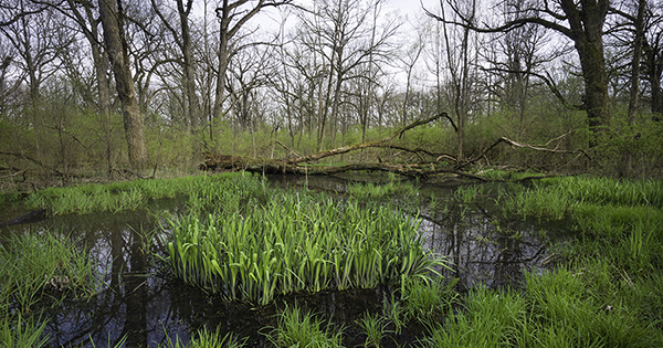 Understanding Vernal Pools