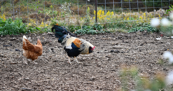 Blog | Thinking About Backyard Chickens?