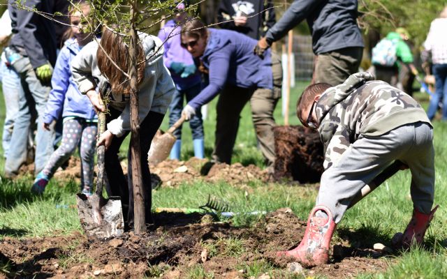 ACCD | Riparian Forest Buffers