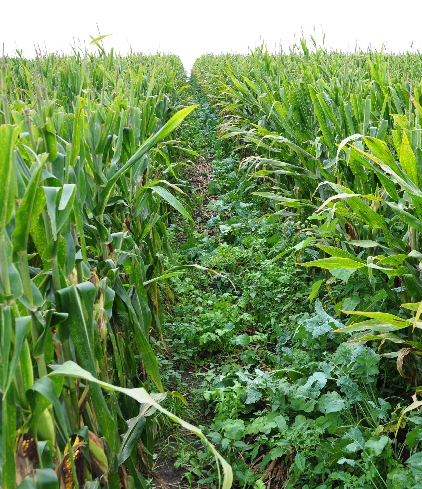 Agriculture Conservation Assistance Program